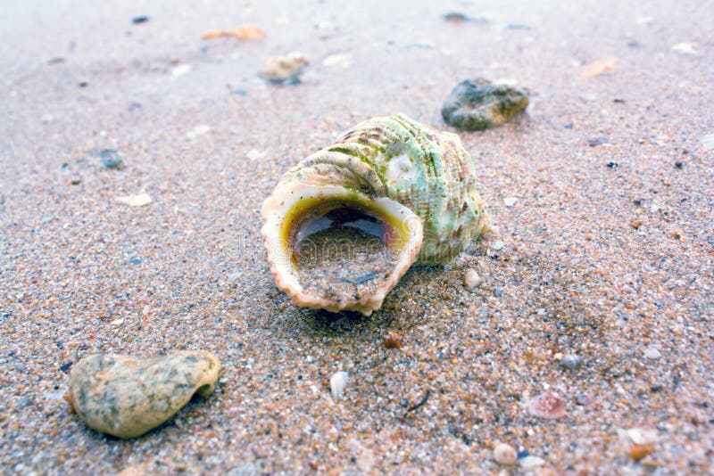 Shell with sand stock image. Image of natural, shells - 23721807