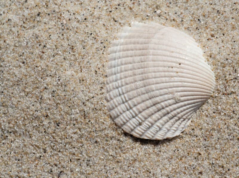 Shell in the sand stock image. Image of sand, single, beach - 2550379