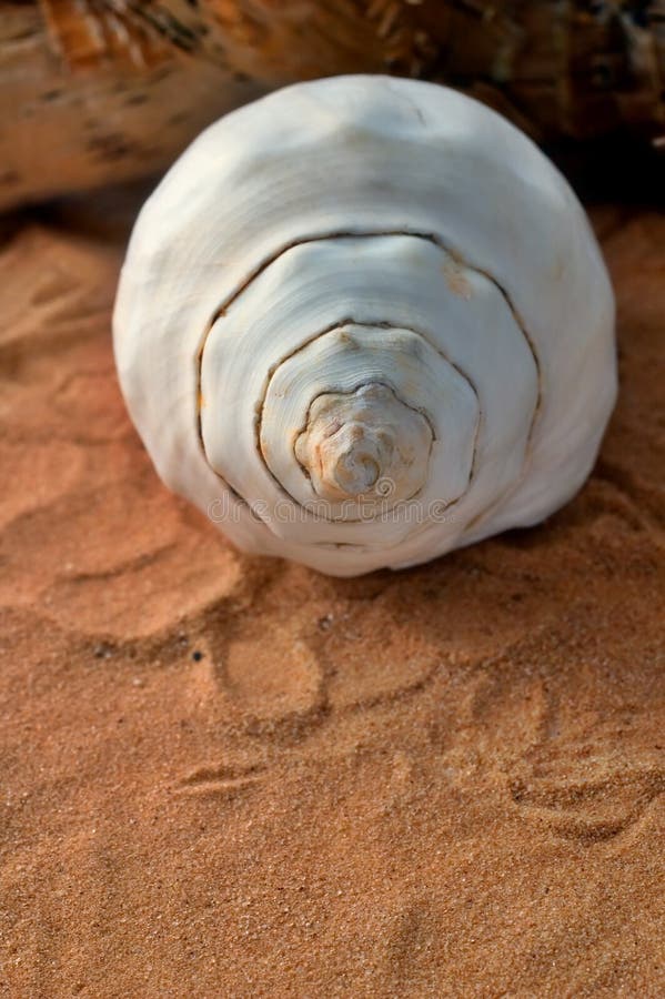 Shell On Sand Picture. Image: 3211385