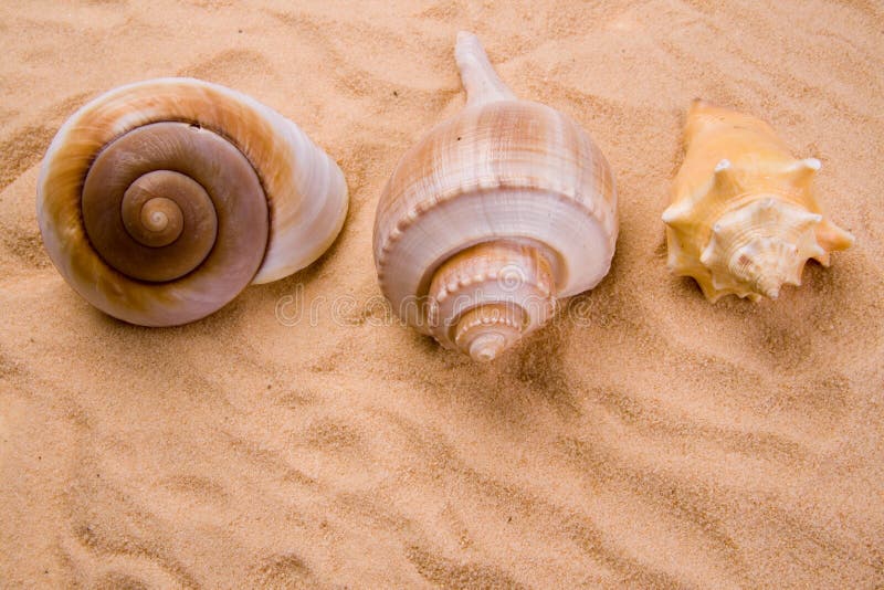 Shell in the sand stock photo. Image of white, shells - 3518648