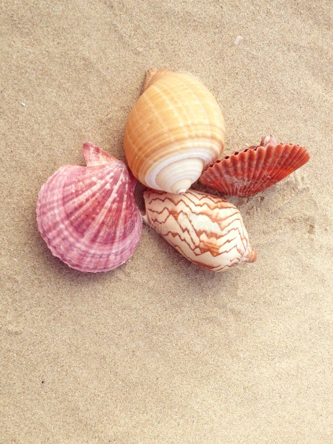 Shell stock image. Image of nature, beach, shell, sand - 45948545