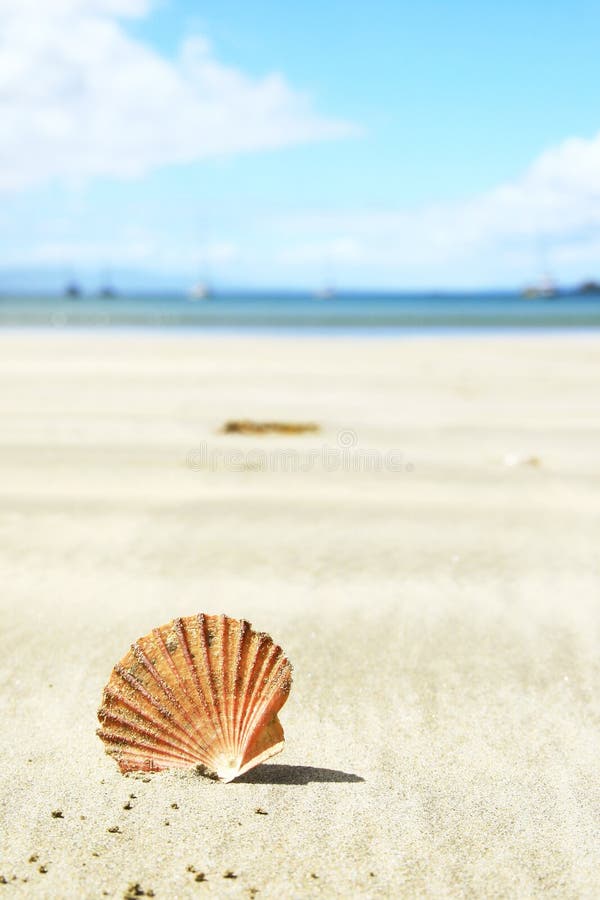 Shell in the sand stock image. Image of mollusk, macro - 14943397