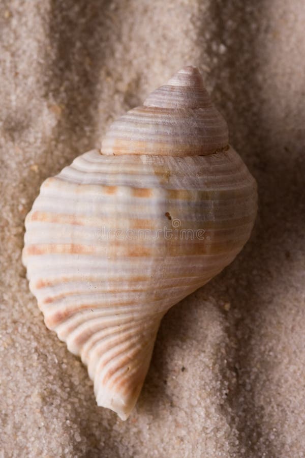 Sand and Sea Shell stock photo. Image of sunshine, foam - 3165398