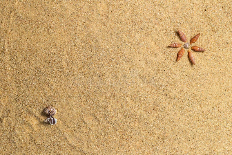 Shell and sand background. stock photo. Image of coastline - 64870726