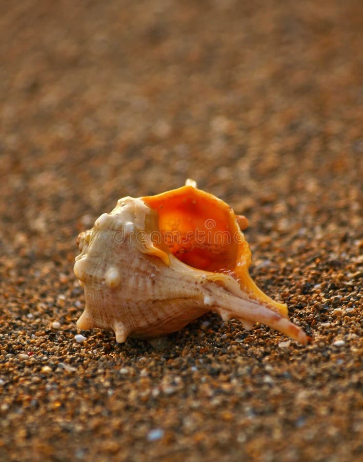 Shell on sand beach stock image. Image of diving, calm - 21666803