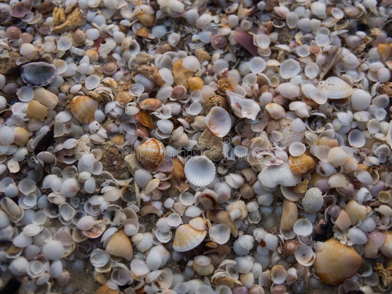 Skinshell Stock Photos - Free & Royalty-Free Stock Photos from Dreamstime