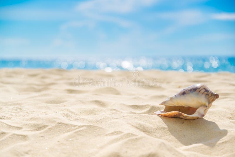 Shell on Sand at Beach and Blue Sky and Bokeh Sea. Stock Image - Image ...