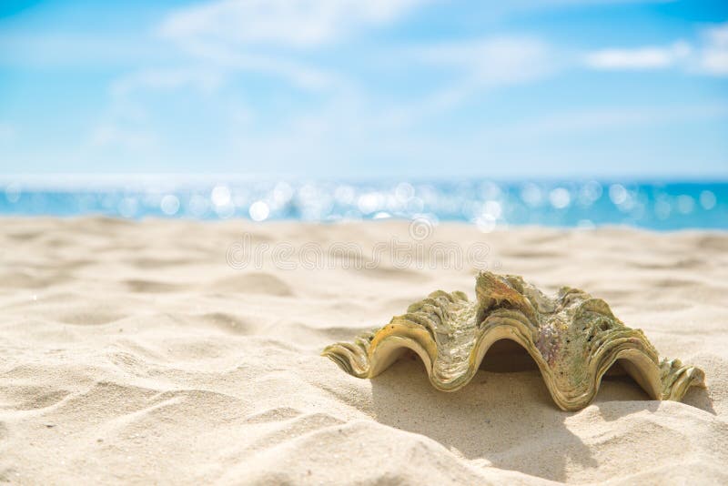 Shell on Sand at Beach and Blue Sky and Bokeh Sea. Stock Image - Image ...