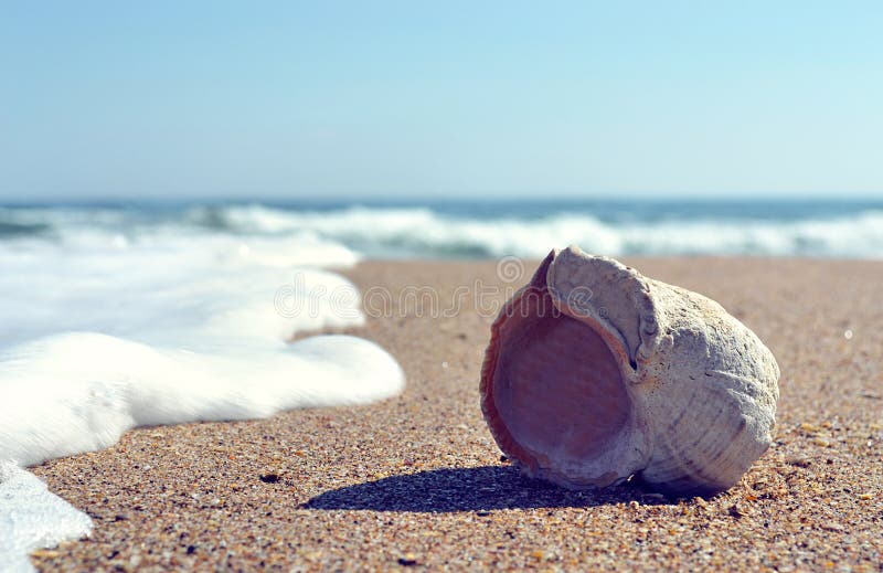 Shell on the beach stock image. Image of lagoon, seashore - 26860739