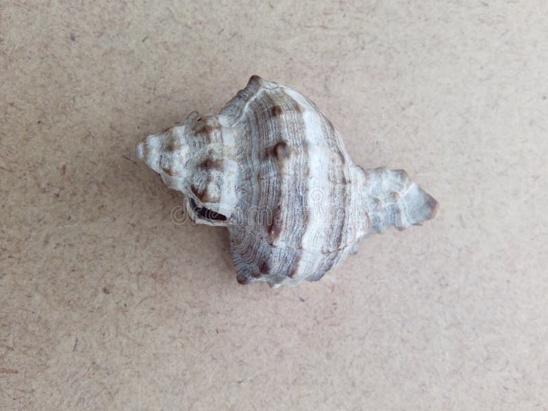 Sea Shell With Grey Textured Background Wallpaper, Stock Image - Image ...