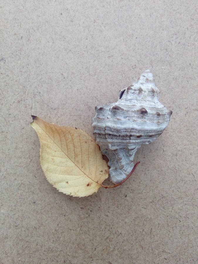 Shell on the Sand Beach in Sunset Stock Image - Image of sandy, wavy ...
