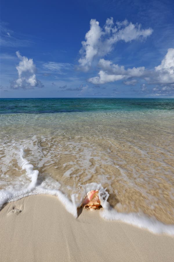 618 Queen Conch Shell Stock Photos - Free & Royalty-Free Stock Photos ...