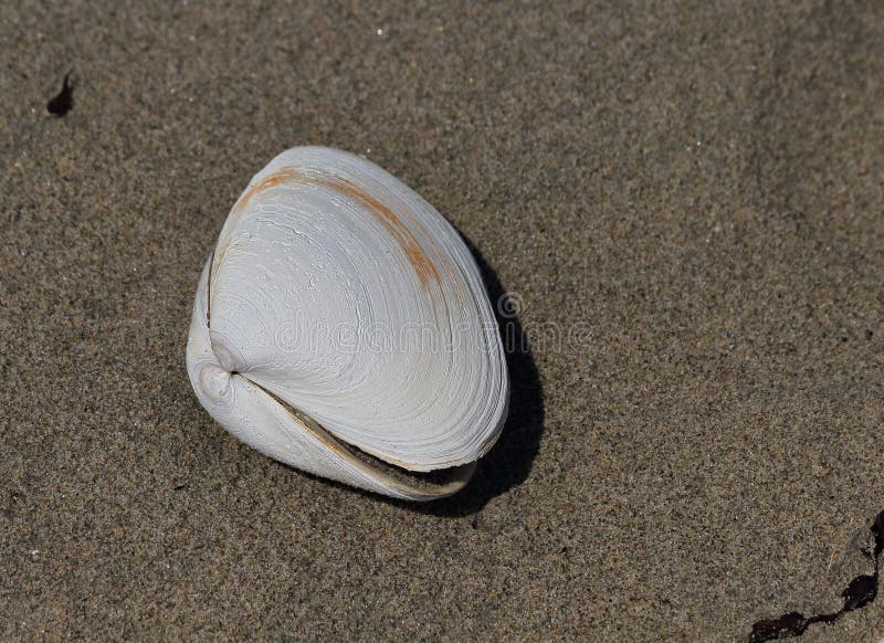 Shell on the sand beach. stock image. Image of single - 145017417