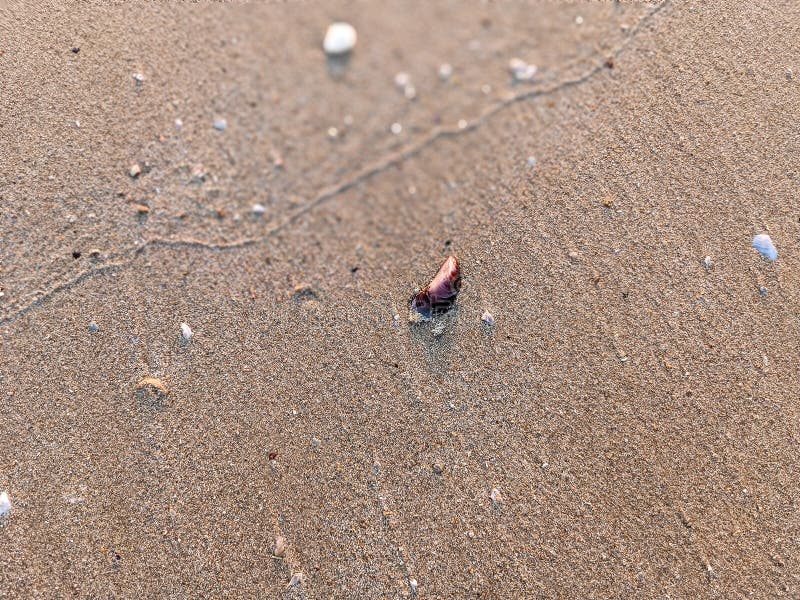 Shell on the Sand Beach in Sunset Stock Image - Image of sandy, wavy ...