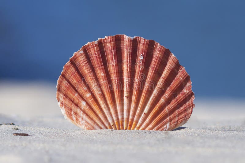 Seashell under water. stock image. Image of colorful - 15650567