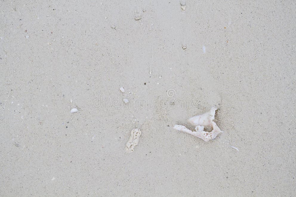 Shell and sand stock photo. Image of green, conch, animal - 42133006