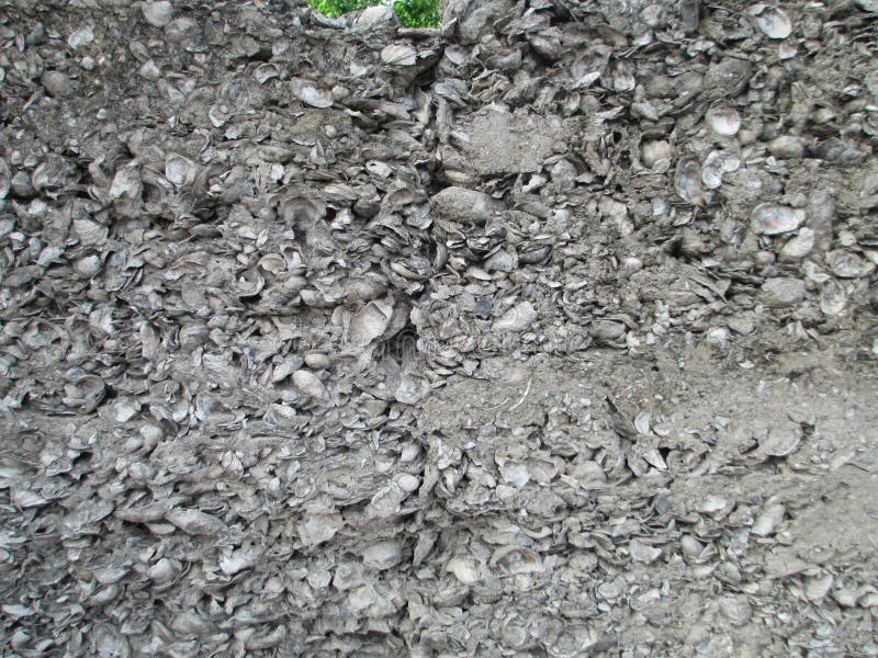 Shell and Sand with Cement Wall Coquina Stock Image - Image of stucco ...