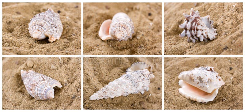 Shell on the sand stock image. Image of ashore, dunes - 39903267