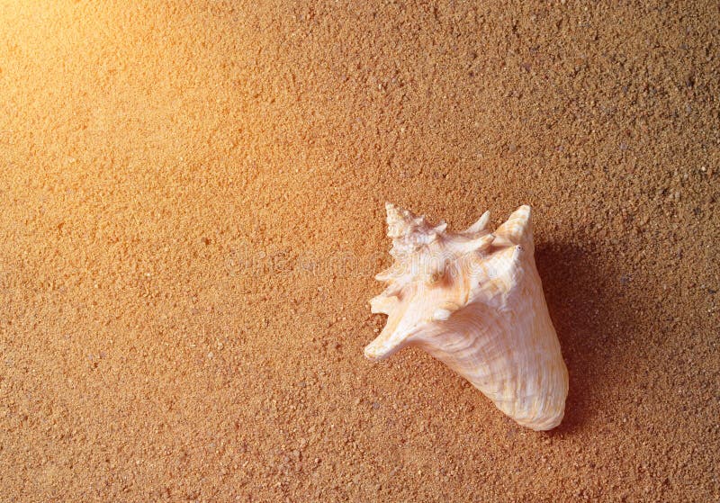 Shell in the Sand. the Concept of Rest on the Beach Season is Open! Top ...