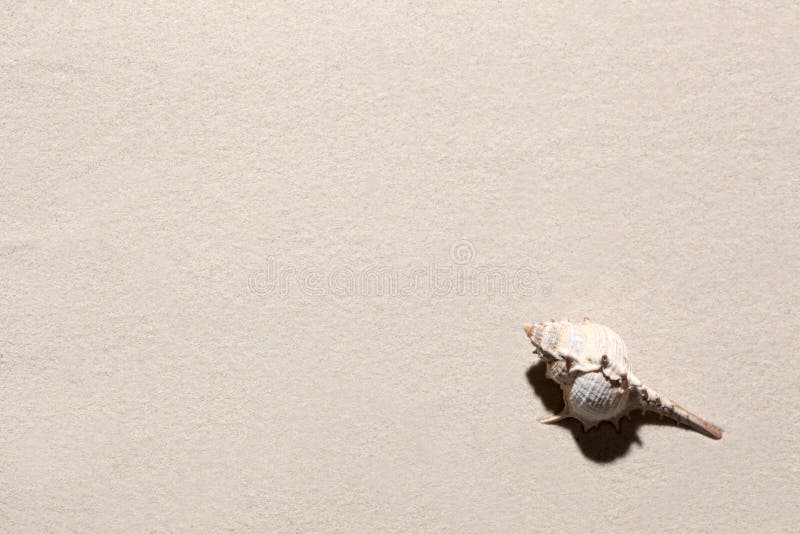 Shell on the Sand with Copy Space for Your Text Stock Photo - Image of ...