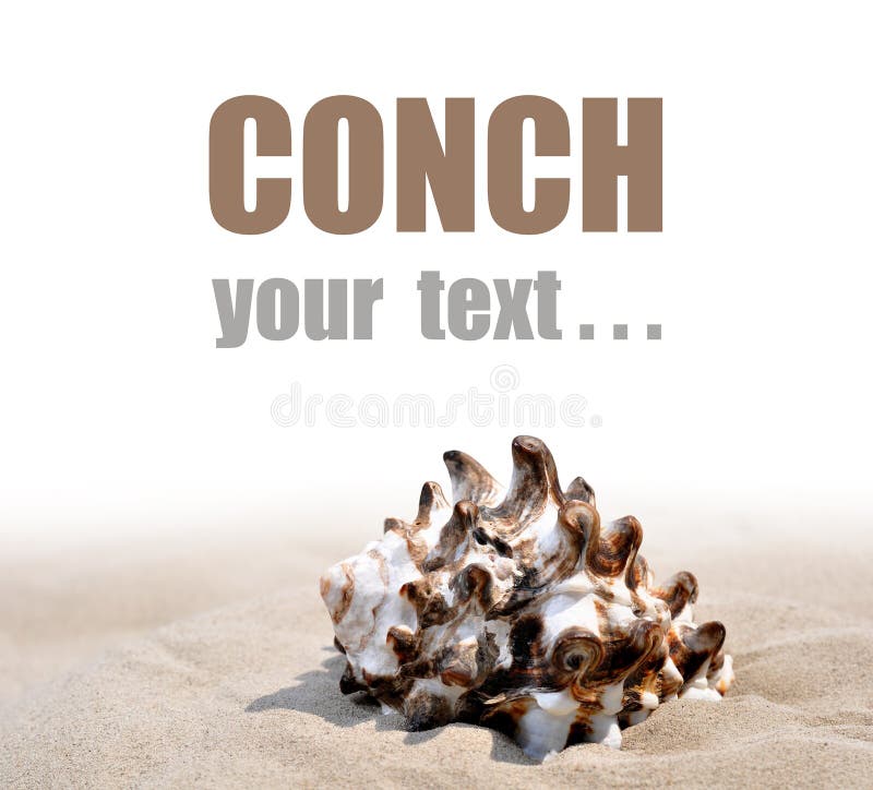 Shell stock photo. Image of shellfish, nature, rare, sand - 39004992