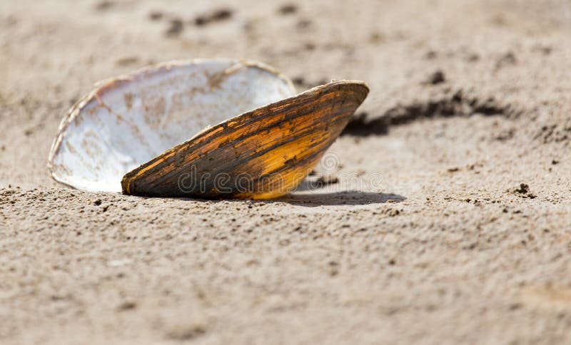 Shell in the Sand on the Lake Stock Image - Image of issykul, coast ...