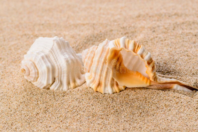 Shell on the sand stock photo. Image of textured, macro - 50991352