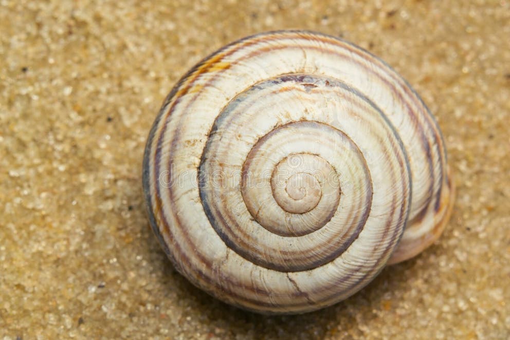 Shell stock image. Image of marine, single, cochlea, animal - 60042171