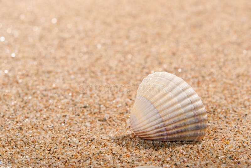 Shell and sand stock photo. Image of sand, beach, shell - 32180550