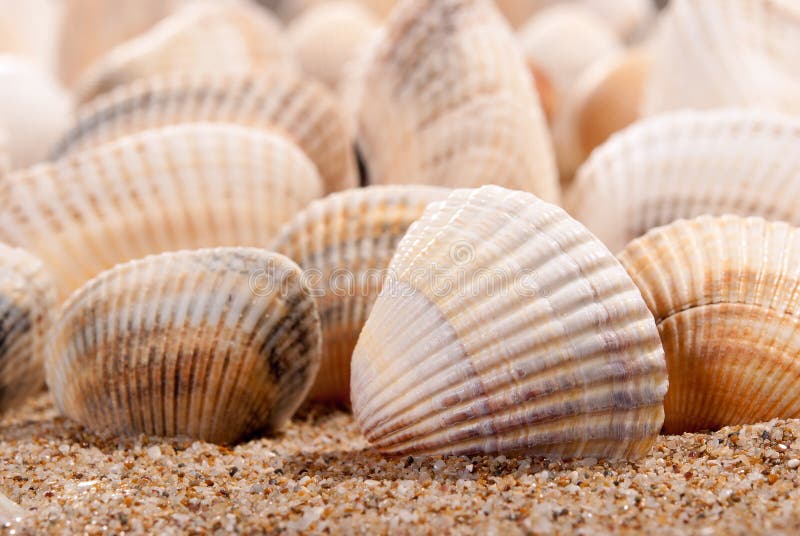 Shell and sand stock photo. Image of animal, space, beaches - 32180564
