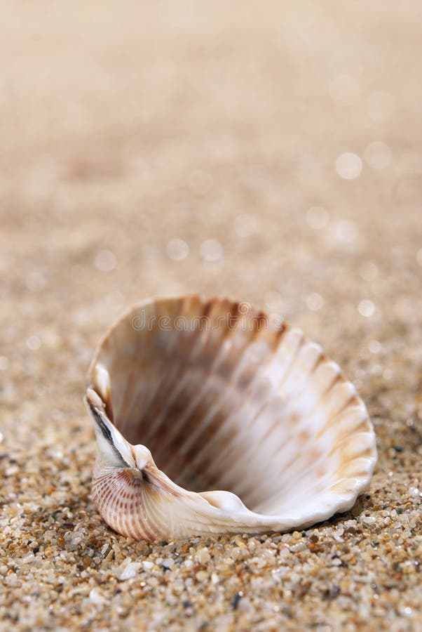 Shell and sand stock photo. Image of sand, beach, shell - 32180550