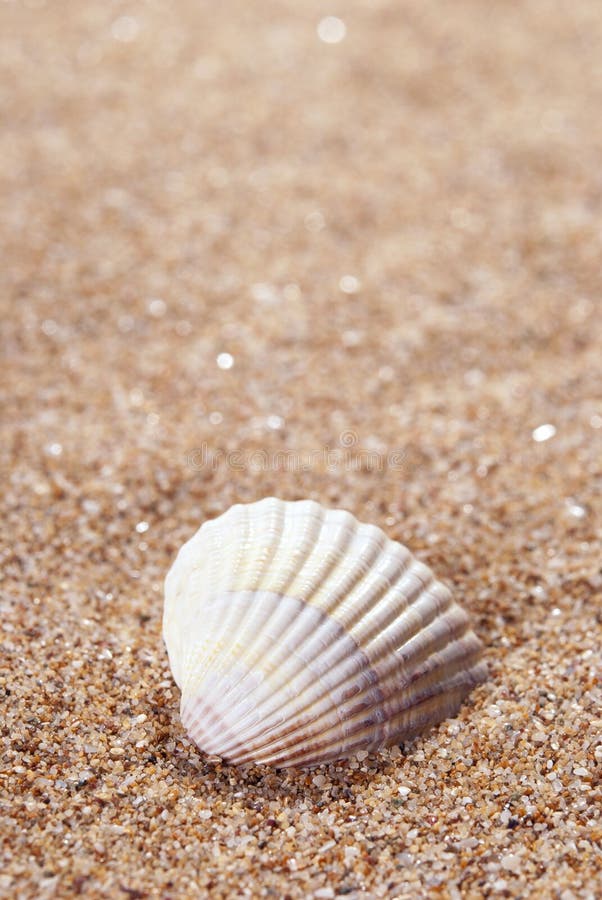 Shell and sand stock photo. Image of sand, beach, shell - 32180550