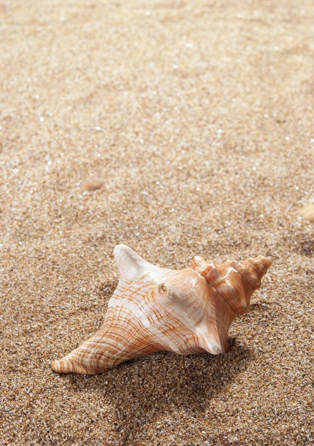 Shell and sand stock photo. Image of sand, beach, shell - 32180550