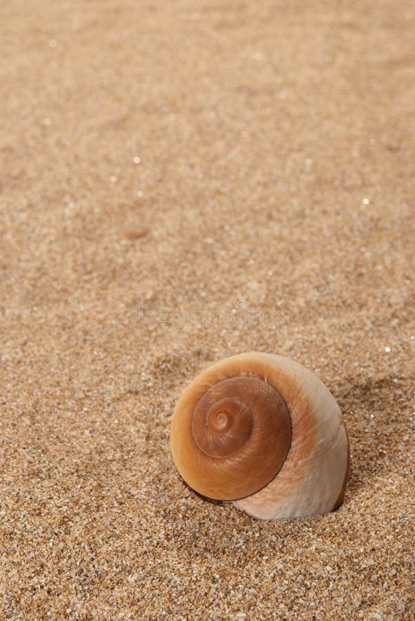 Shell and sand stock photo. Image of brown, beaches, locations - 32248096