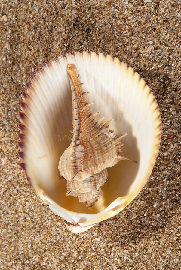 Shell and sand stock image. Image of beach, backgrounds - 32248295