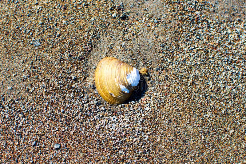 Shell in the Sand Near a River Stock Image - Image of buried, garden ...
