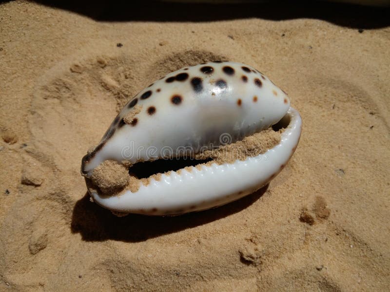 Shell and Sand 5 stock image. Image of exotic, precious - 73176757