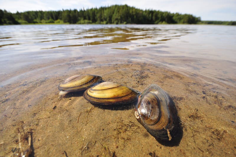 Shell stock photo. Image of open, water, shell, sand - 32714010