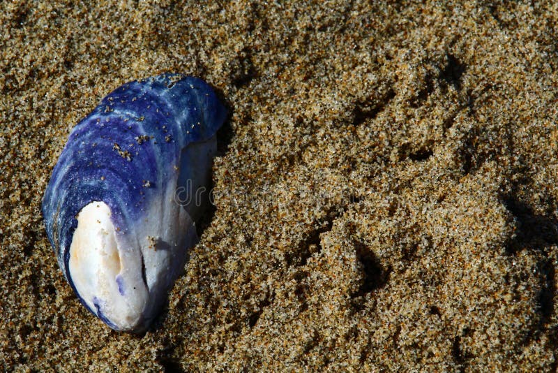 Shell In Sand On Oregon Coast Stock Photo - Image of coast, beach ...