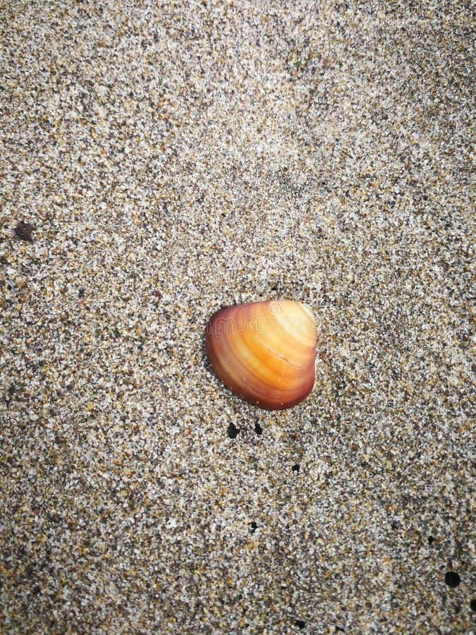 Sand 1 stock photo. Image of shell, nature, beach, sand - 122296204
