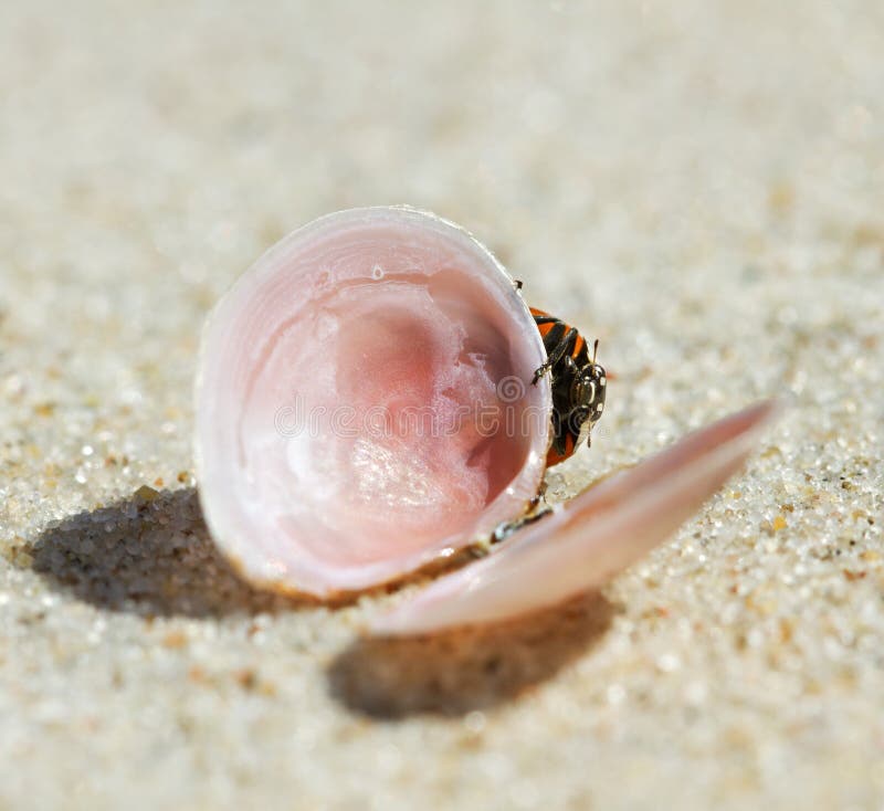 Shell on a sand. stock photo. Image of nature, outdoor - 43770090