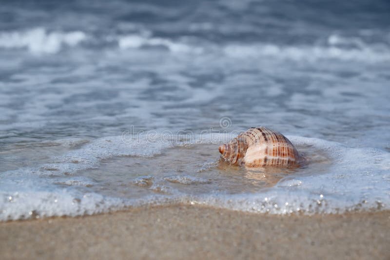 Shell on Sand at Sea Shore. Stock Photo - Image of nature, aqua: 122193022