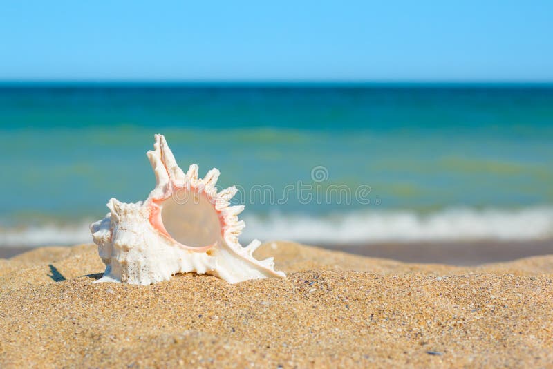 Shell in Sand on the Sea Side Stock Image - Image of life, nature: 70224849