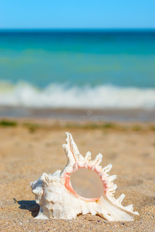 Shell in Sand on the Sea Side Stock Image - Image of yellow, animal ...