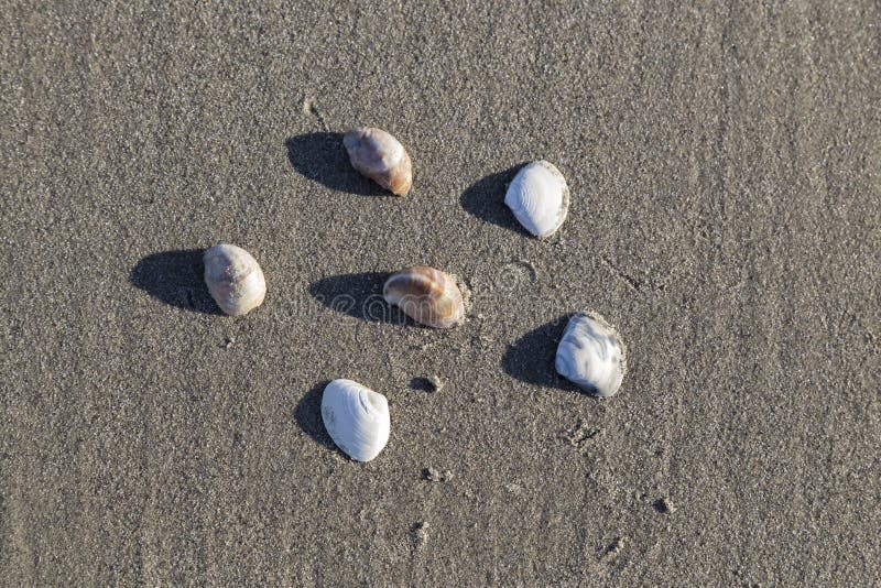 The Shell on the Sand stock image. Image of concept - 105920781