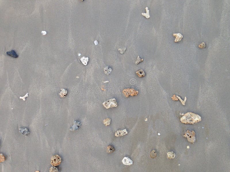Shell with Sand Texture on the Beach Wallpaper Stock Image - Image of ...