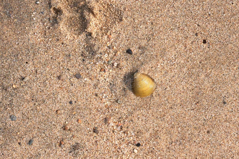 Shell on sand top view. stock photo. Image of summer - 300125112