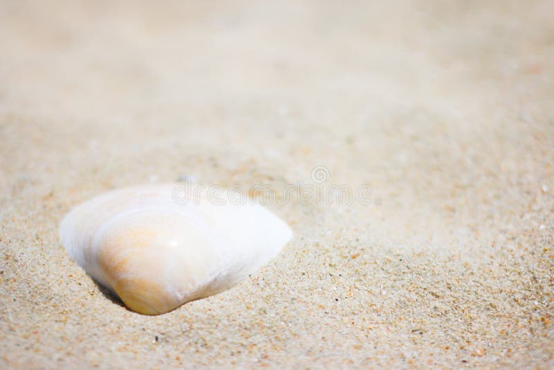 Shell in the sand stock image. Image of beach, happy - 56712327