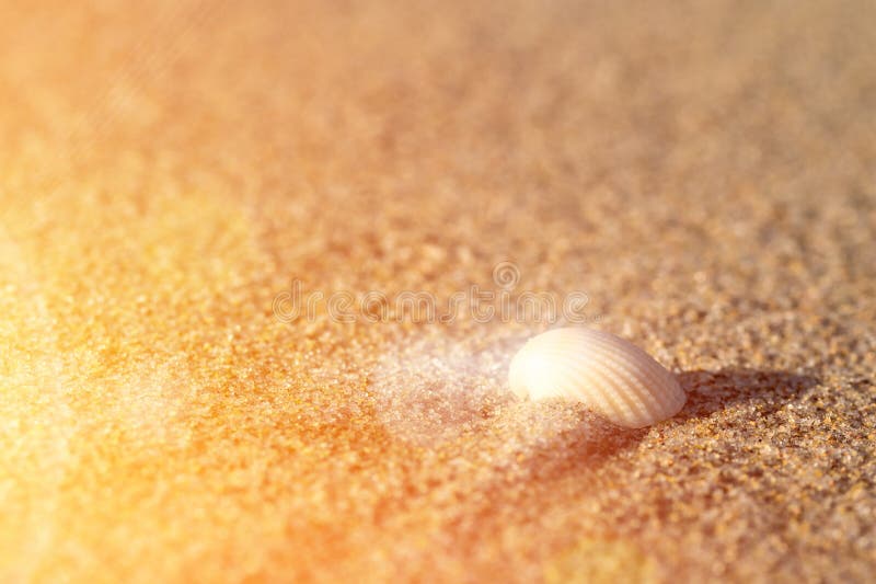 Shell in the Sand. View of the Sandy Beach and the Rays of the Setting ...