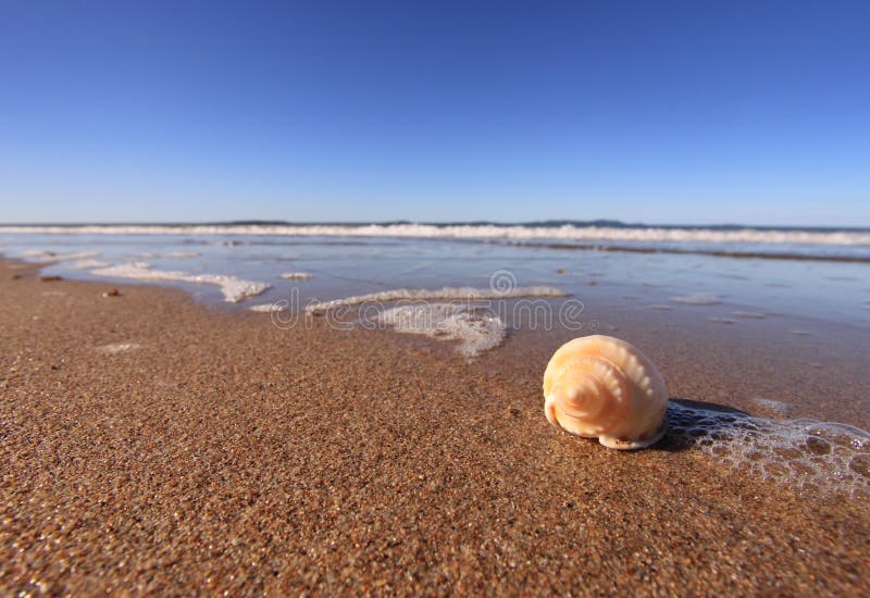 Sea shell on a sandy beach stock image. Image of shells - 36606913